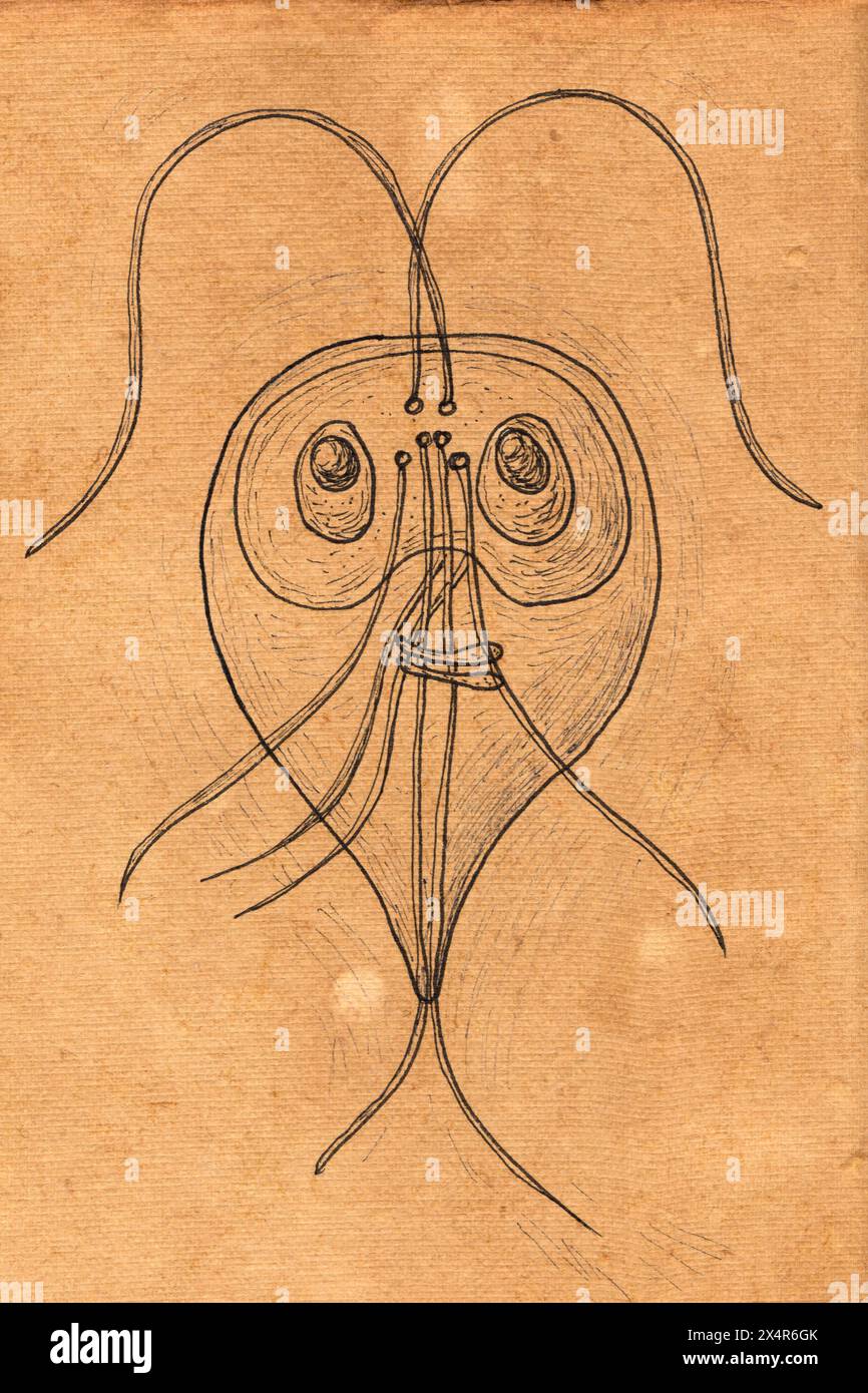 Illustration of the Giardia intestinalis protozoan on aged paper ...