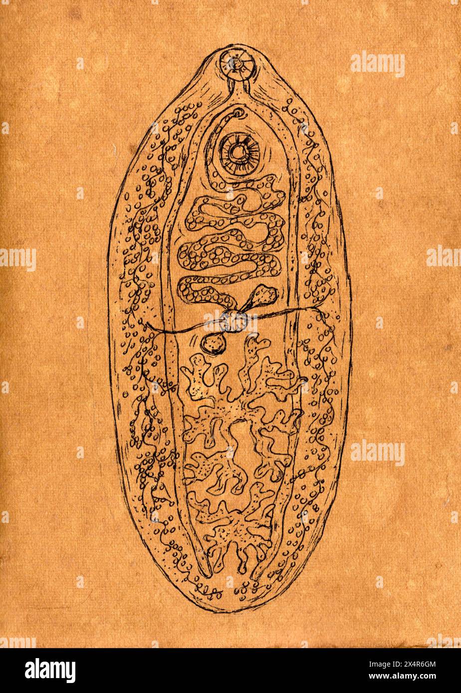 Fasciolopsis Buski Morphology