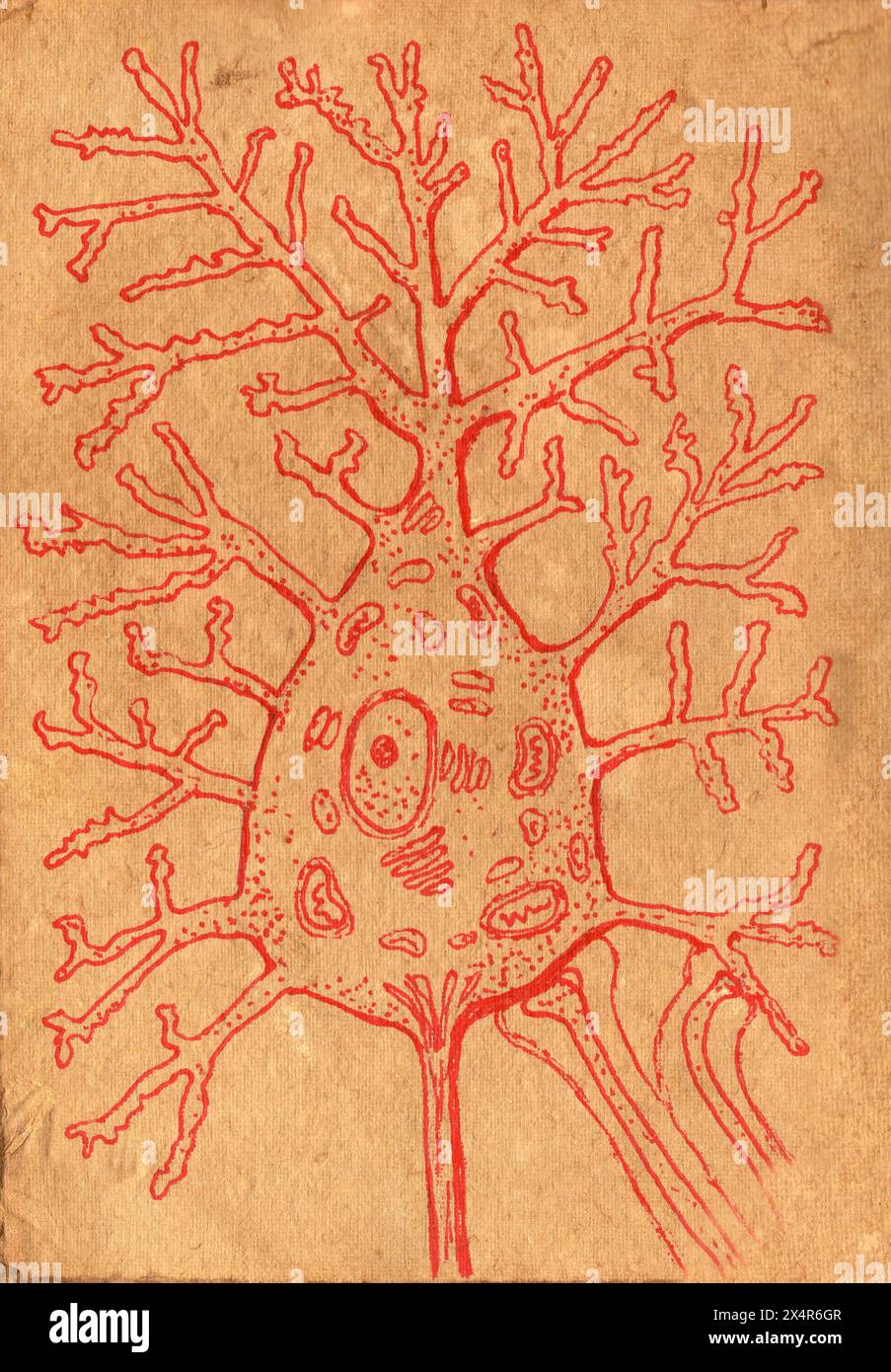 Illustration of the motor neuron structure on aged paper evoking the ...
