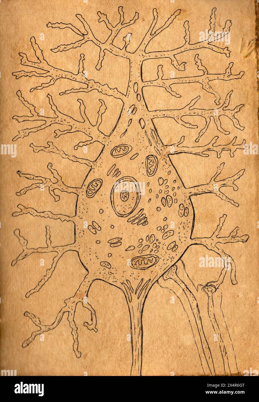 Illustration of the motor neuron structure on aged paper evoking the ...
