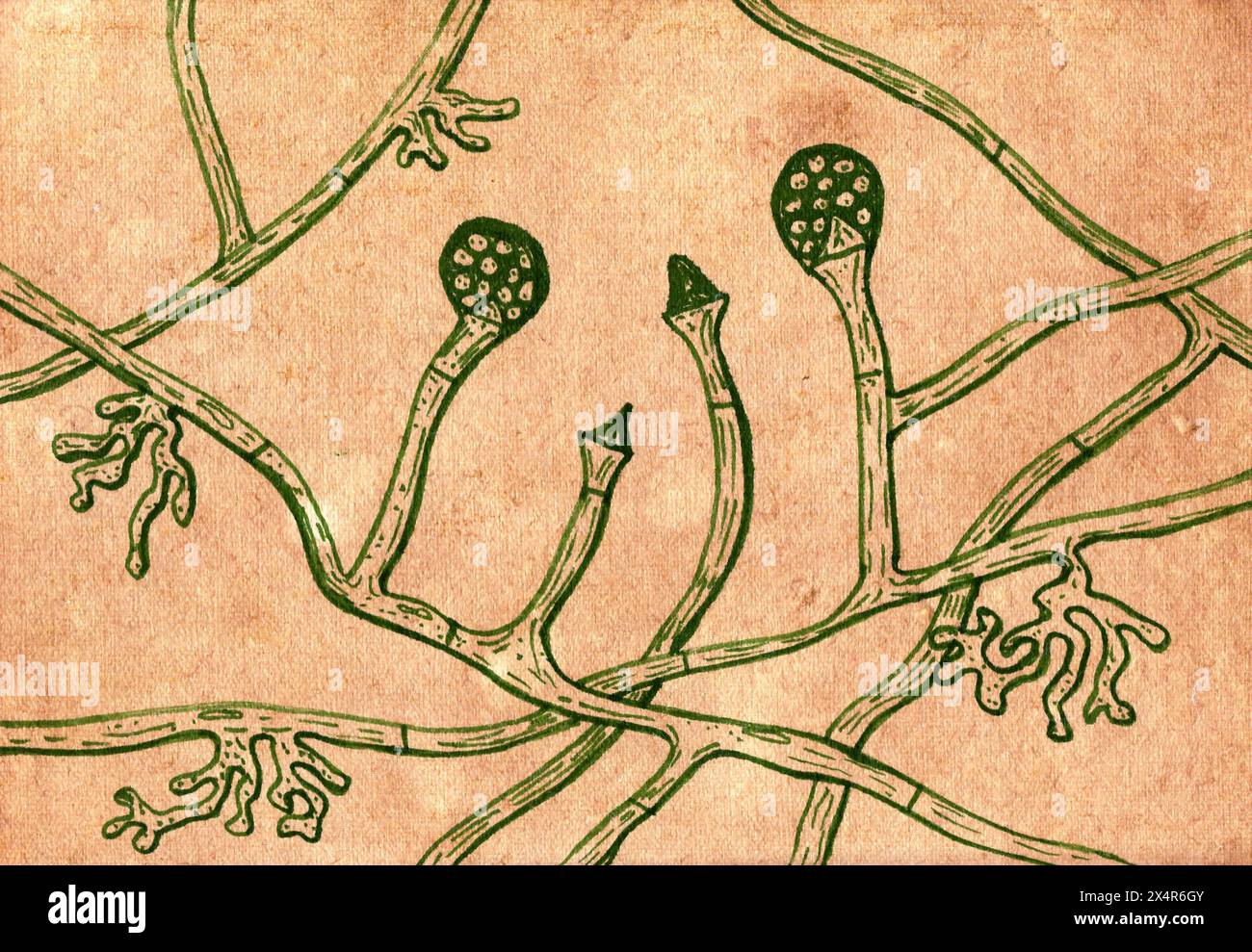 Illustration of the fungi Lichtheimia corymbifera complex on aged paper ...