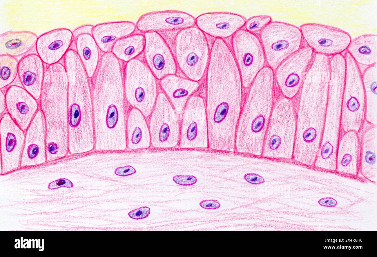 Transitional epithelium, illustration. This is specialised tissue found ...