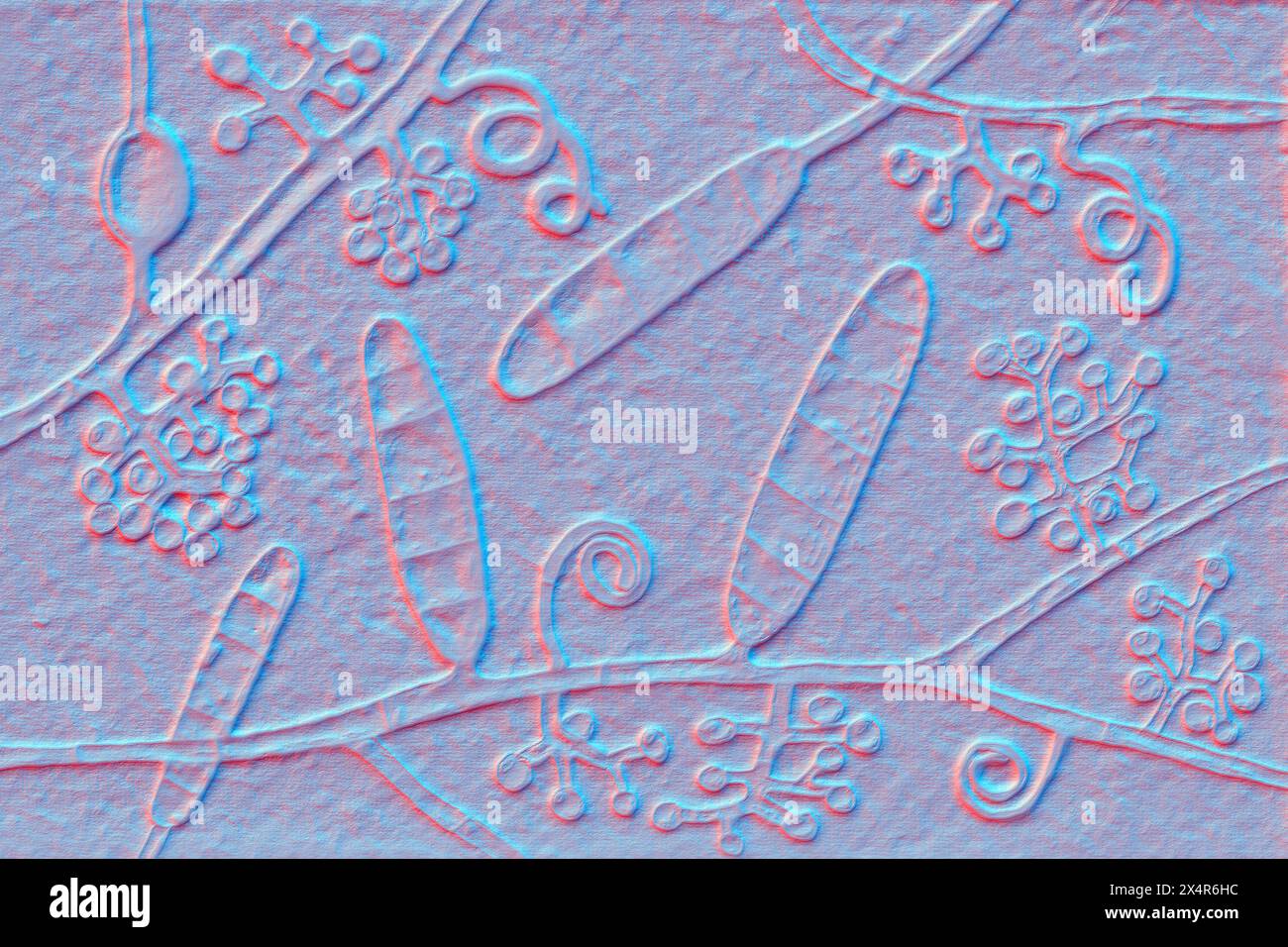 Illustration of the Trichophyton mentagrophytes fungi, showing ...