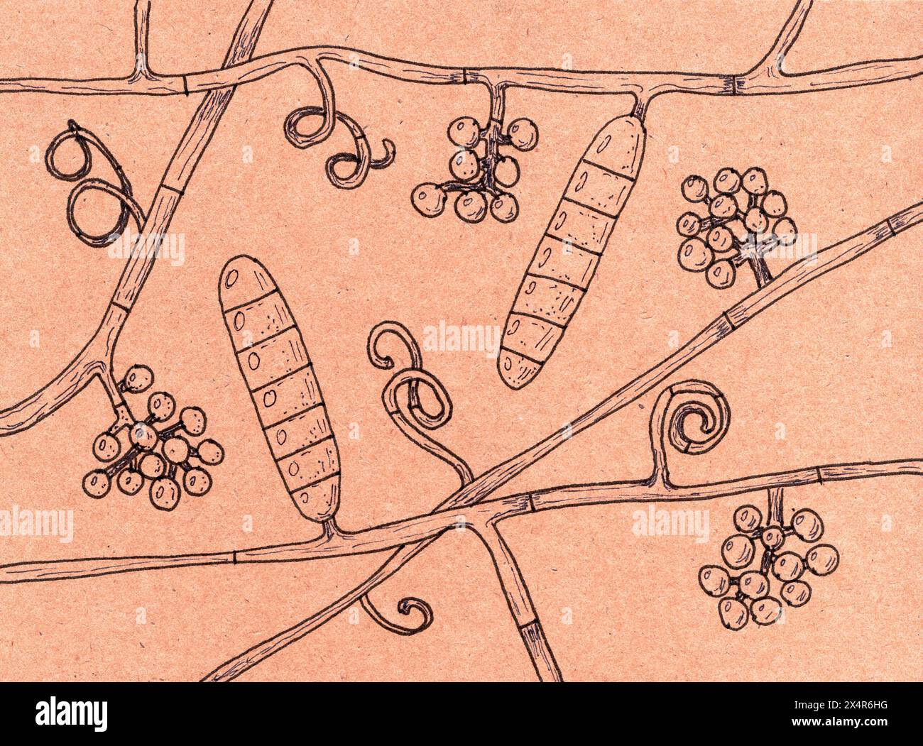 Illustration of Trichophyton mentagrophytes fungi, showing macroconidia ...
