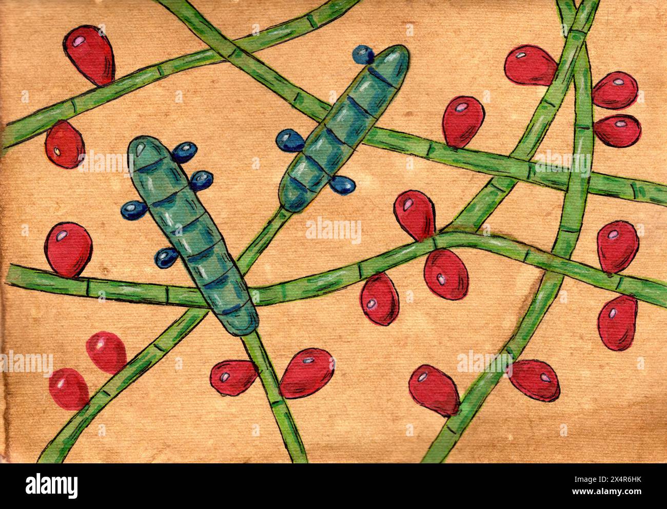 Illustration of Trichophyton rubrum fungi, showing macroconidium ...