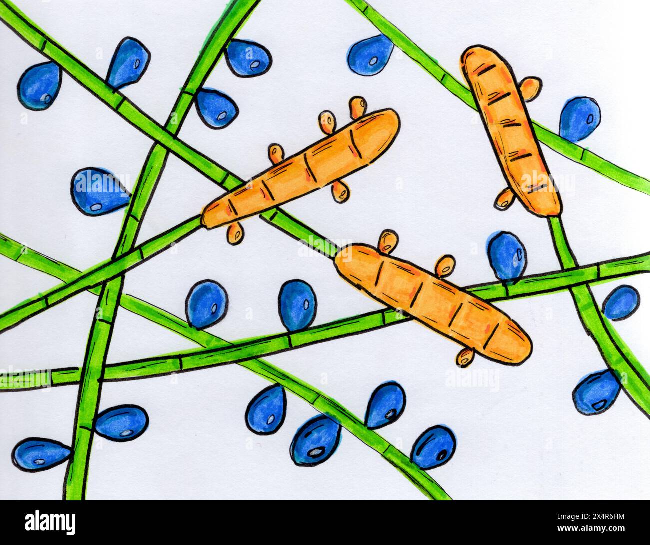 Illustration of Trichophyton rubrum fungi, showing macroconidium ...