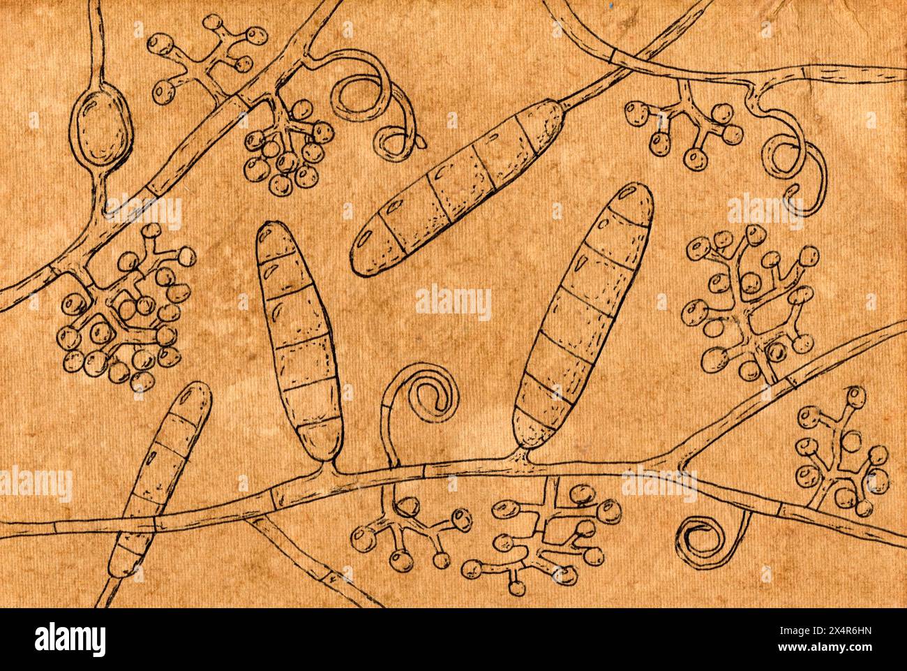 Illustration of Trichophyton mentagrophytes fungi. This fungus causes ...