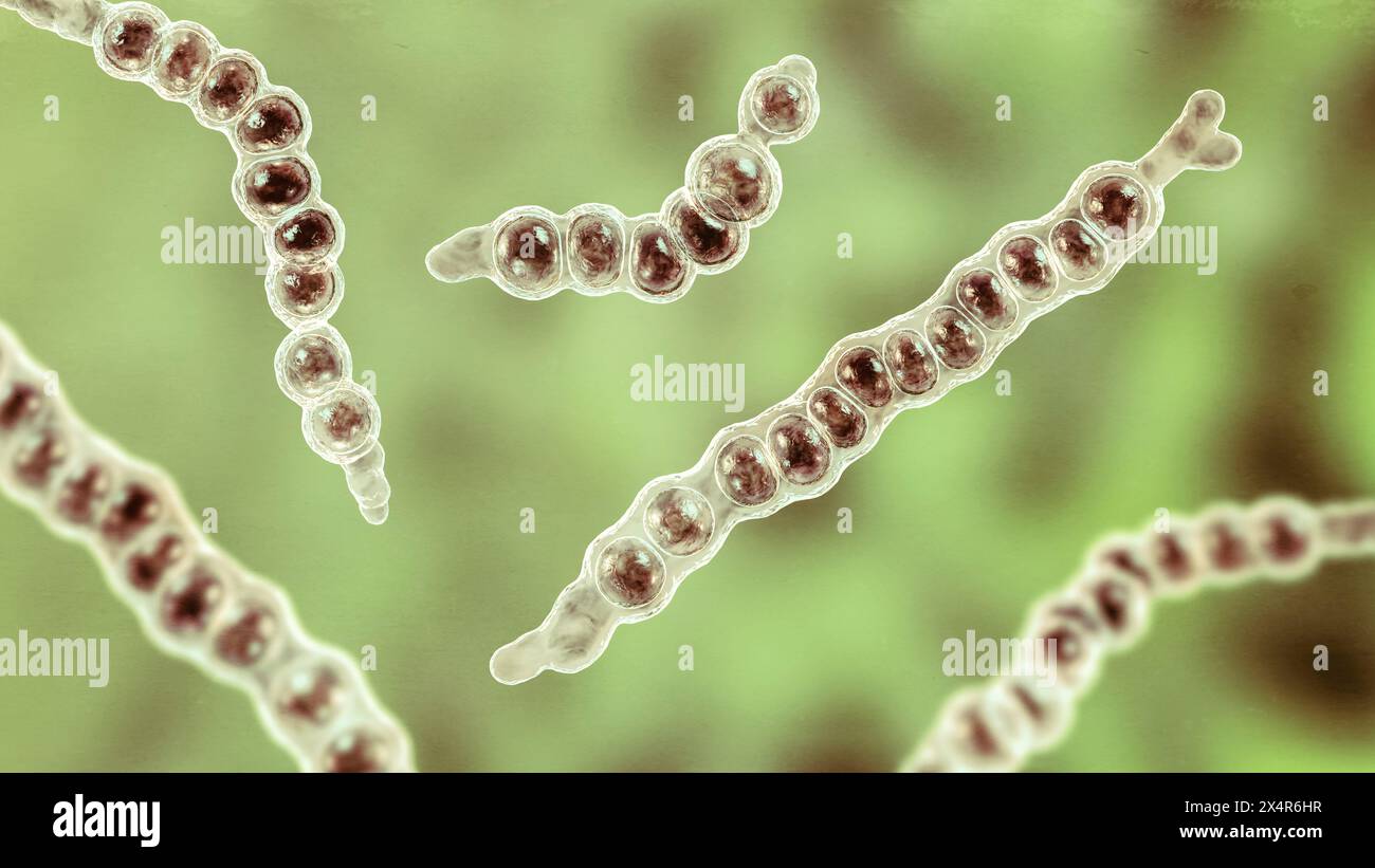 Illustration of the Trichophyton verrucosum (cattle ringworm) fungi ...