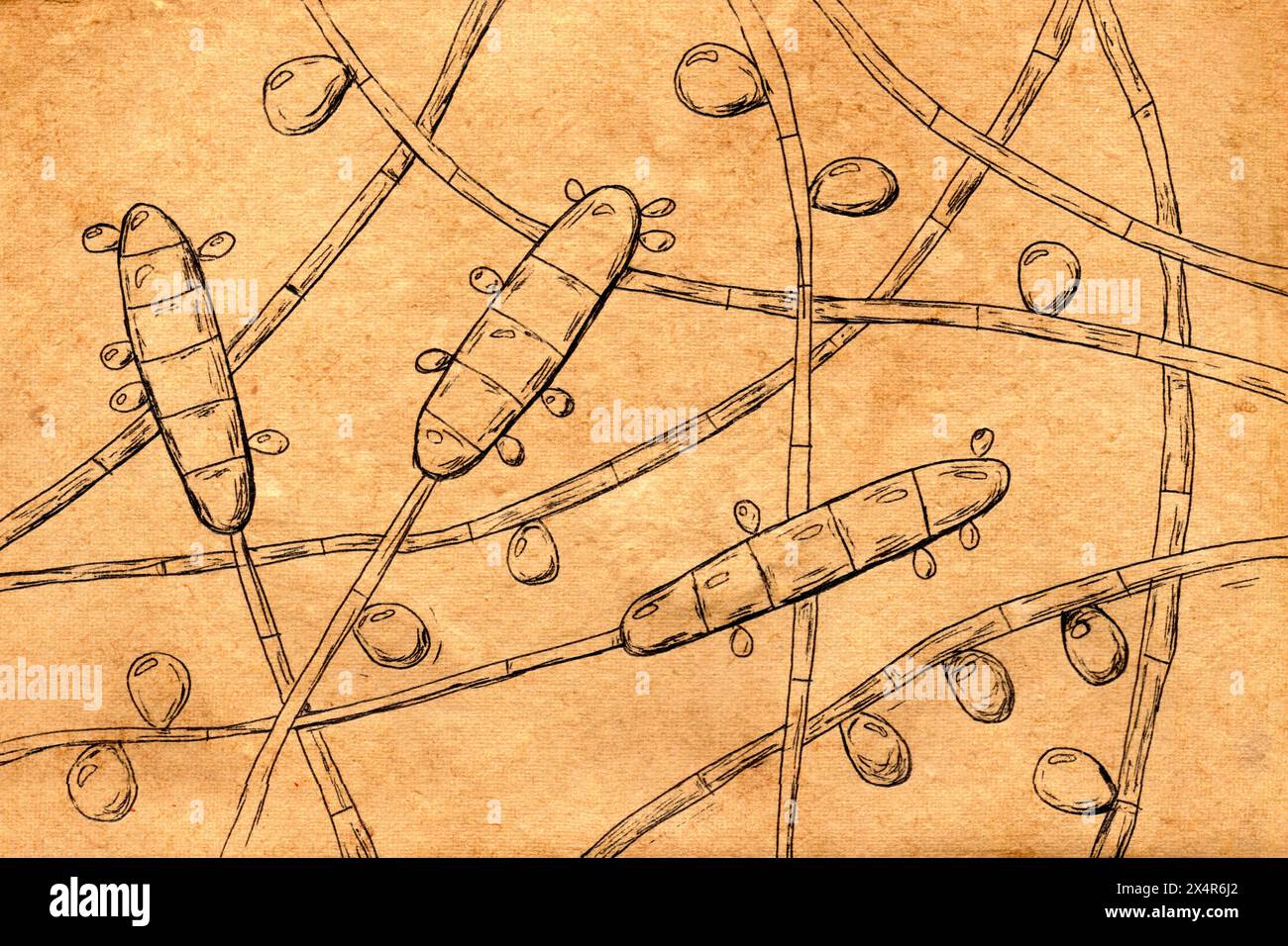 Illustration of Trichophyton rubrum fungi, showing macroconidium ...