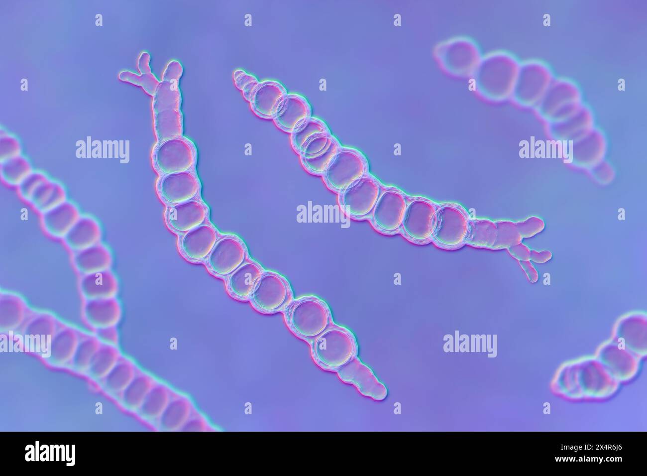 Illustration of the Trichophyton verrucosum (cattle ringworm) fungi ...