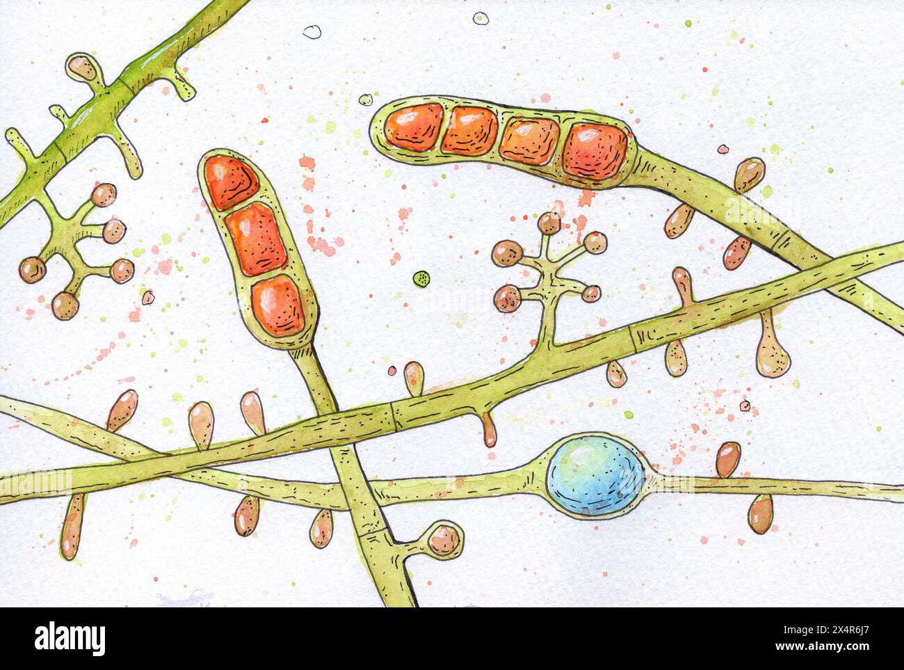 Illustration of Trichophyton tonsurans fungi. This dermatophyte fungus ...