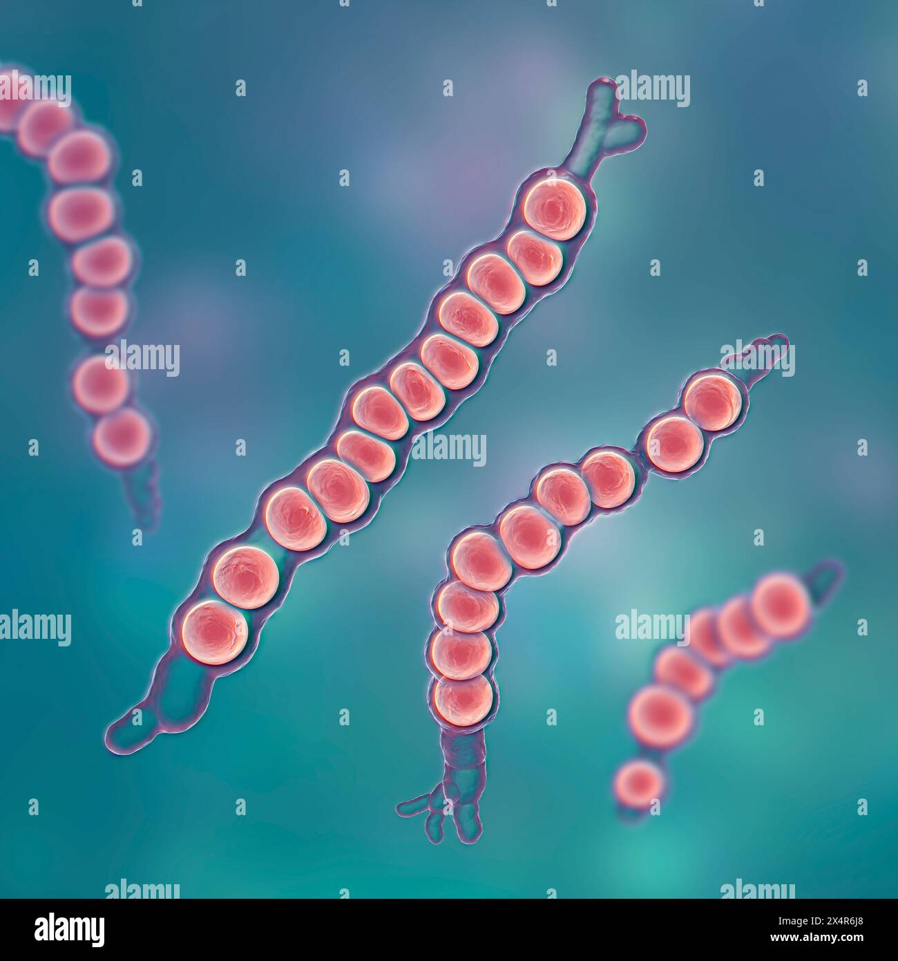Illustration of the Trichophyton verrucosum (cattle ringworm) fungi ...