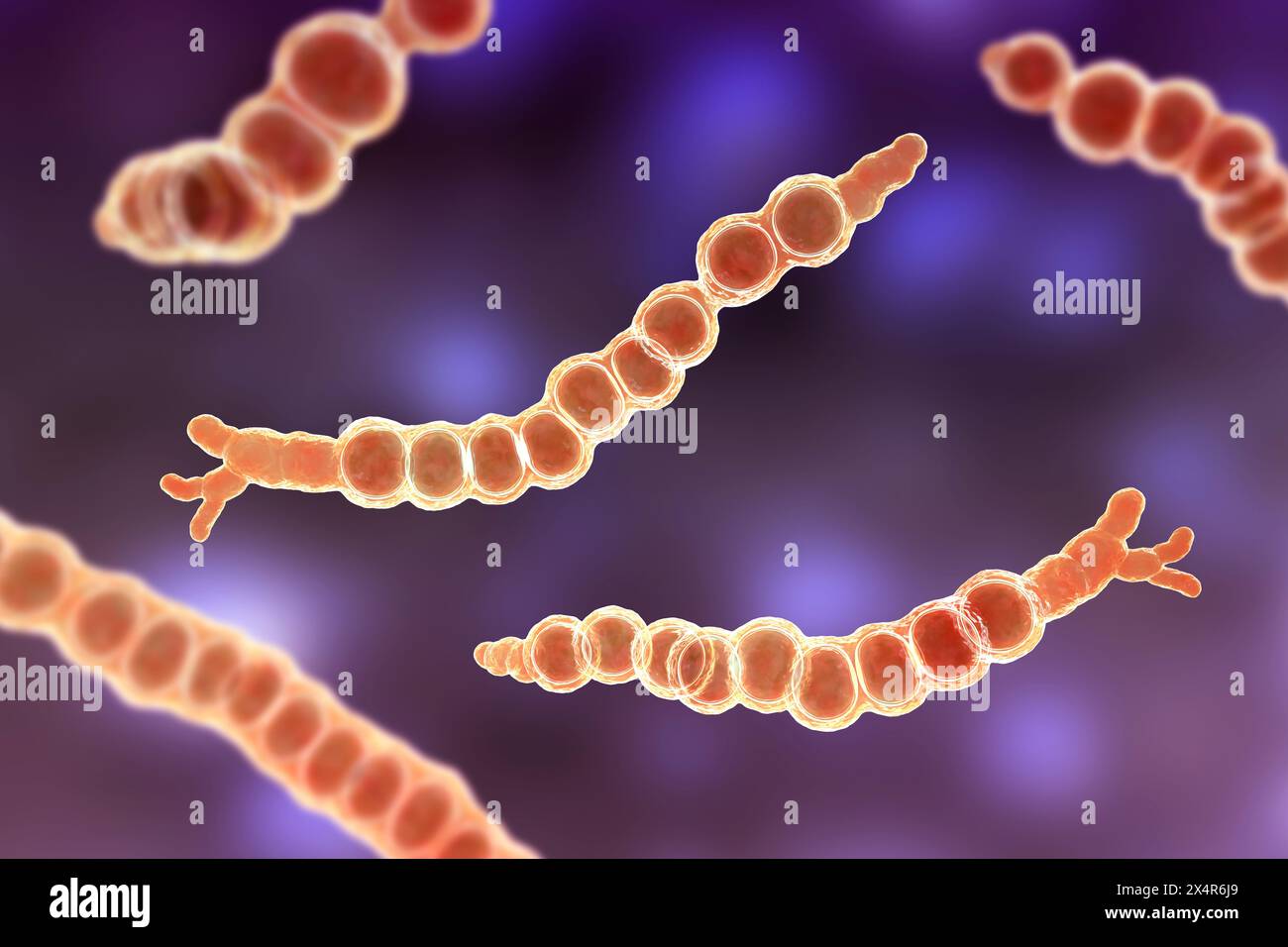 Fungal skin infections such as tinea hi-res stock photography and ...