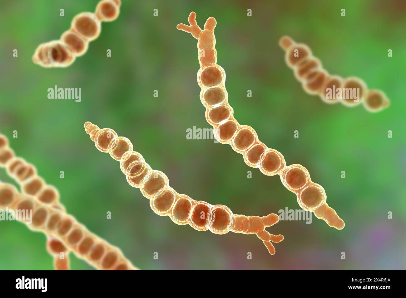 Illustration of the Trichophyton verrucosum (cattle ringworm) fungi ...