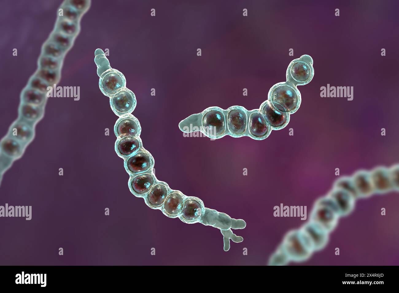 Illustration of the Trichophyton verrucosum (cattle ringworm) fungi ...