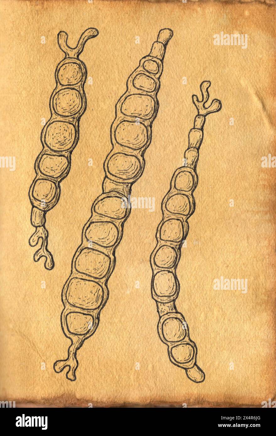 Fungal skin infections such as tinea hi-res stock photography and ...