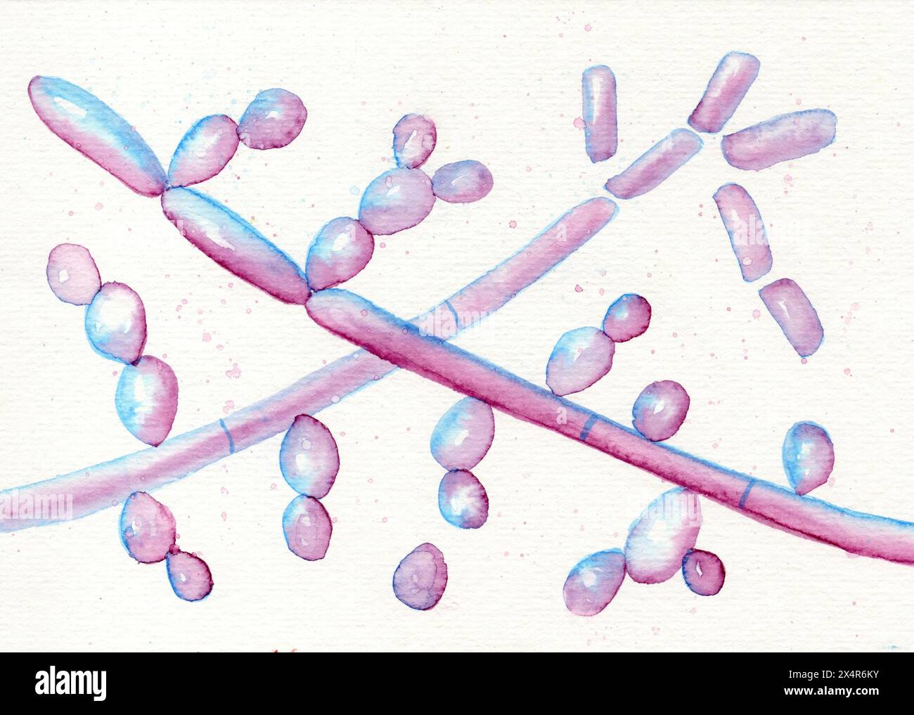 Illustration of Trichosporon fungi, showing septate hyphae ...