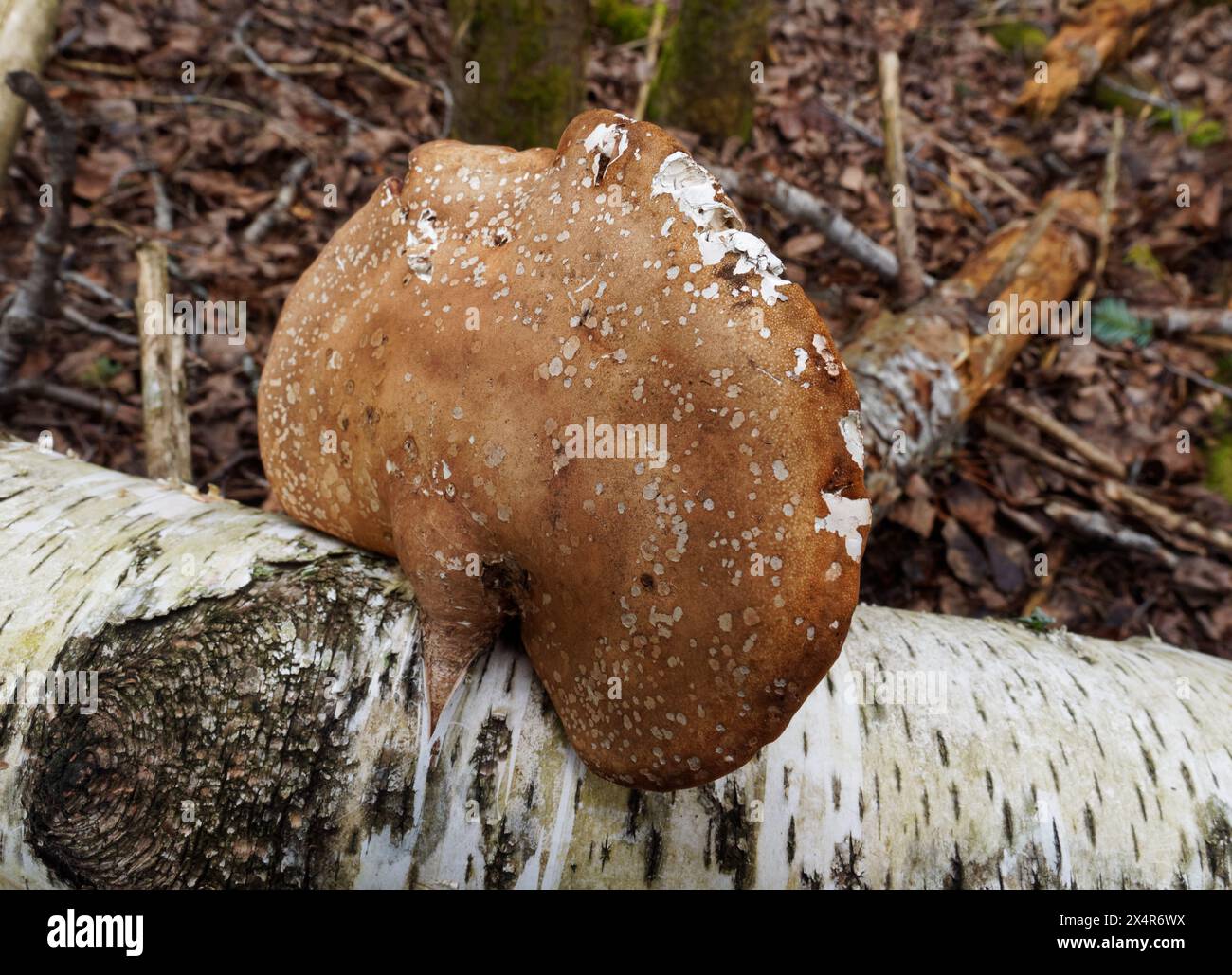 Imperfect tree hi-res stock photography and images - Alamy