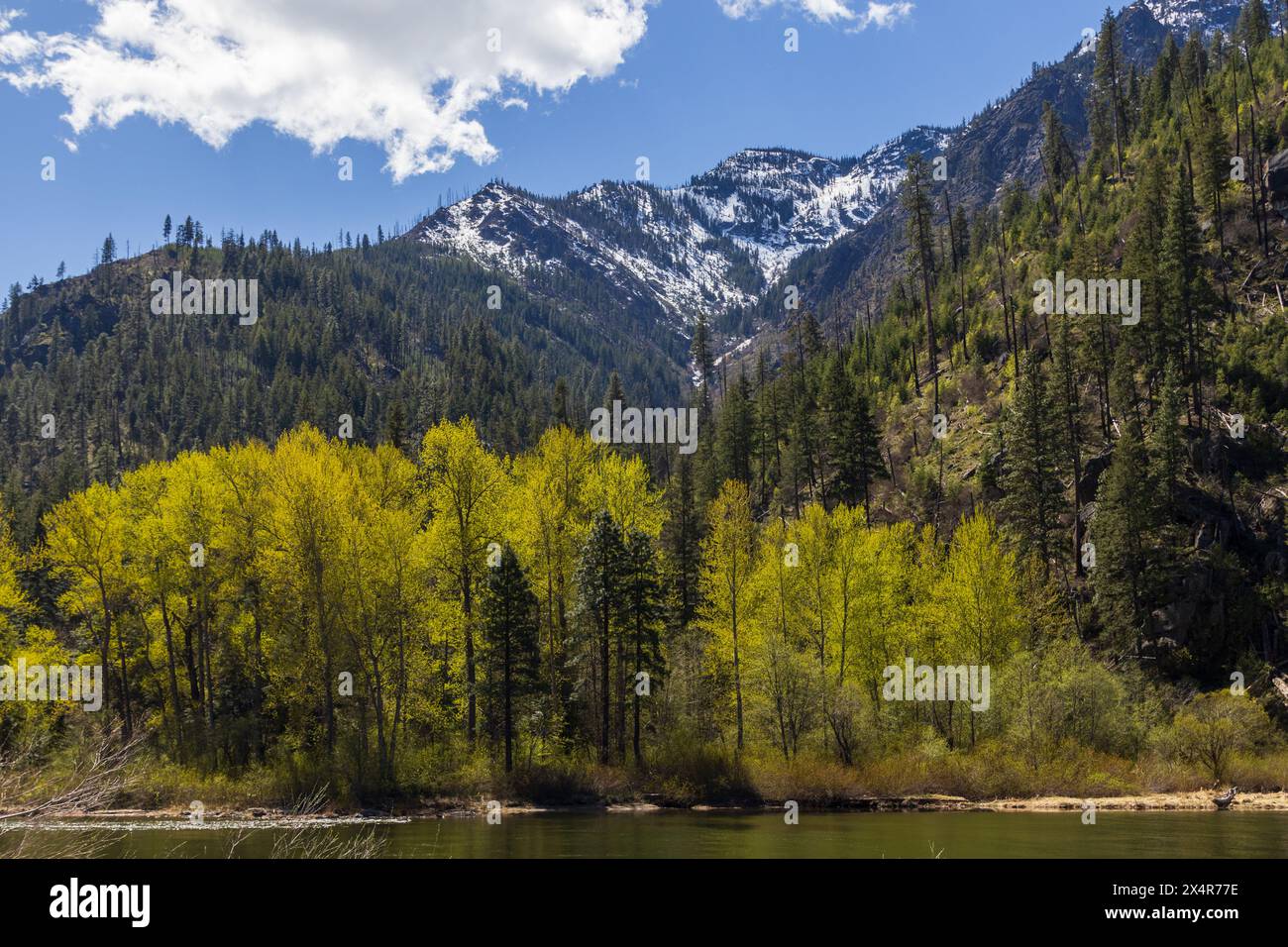 Wenatchee river with new spring growth on trees along hightway 2 Stock ...
