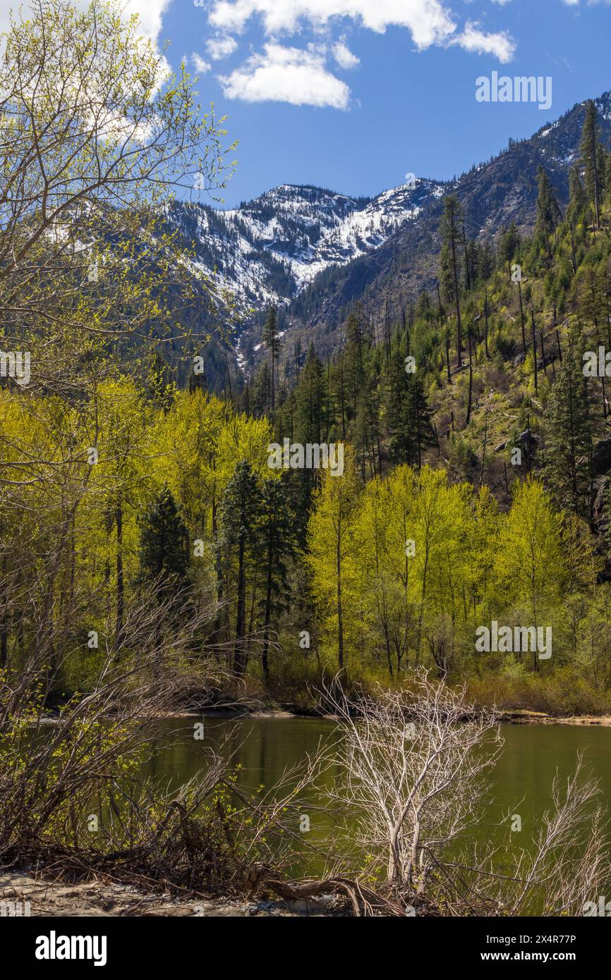 Wenatchee river with new spring growth on trees along hightway 2 Stock ...