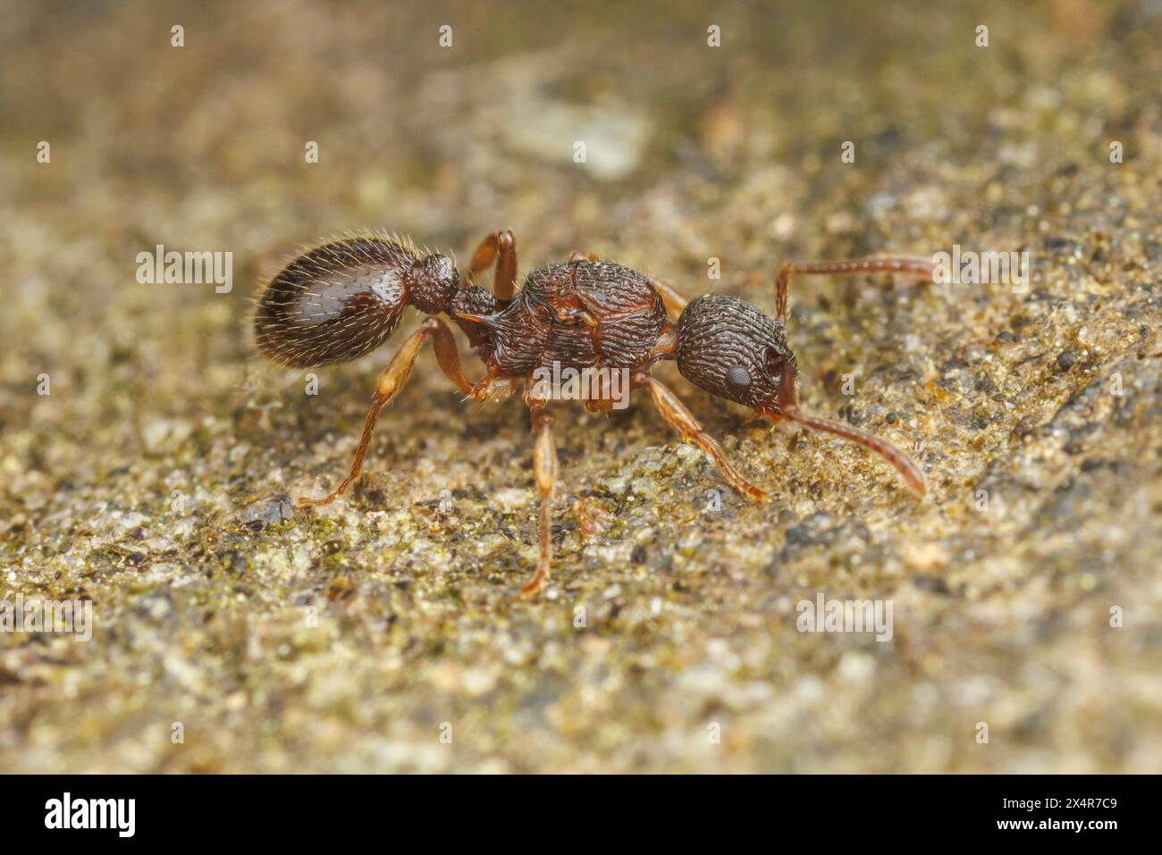 Myrmicine Ant (Myrmica punctiventris) dealate queen Stock Photo - Alamy