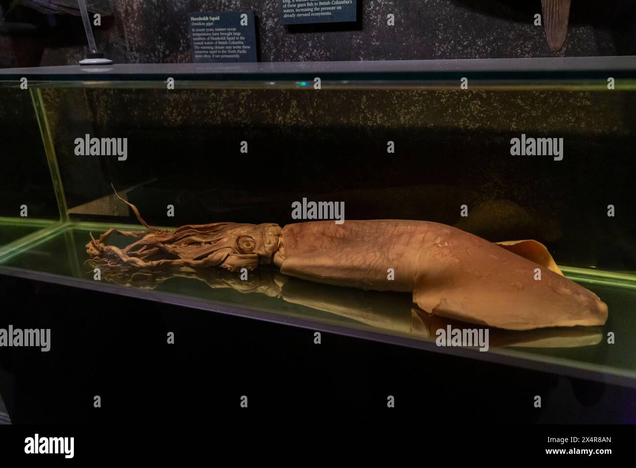 A preserved specimen of a Humboldt squid on display in the Climate ...