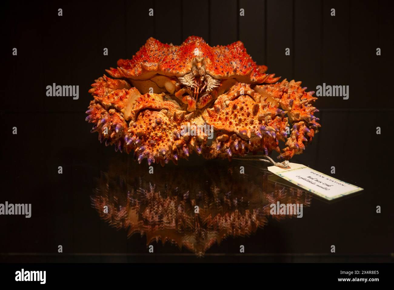 Victoria royal box hi-res stock photography and images - Alamy