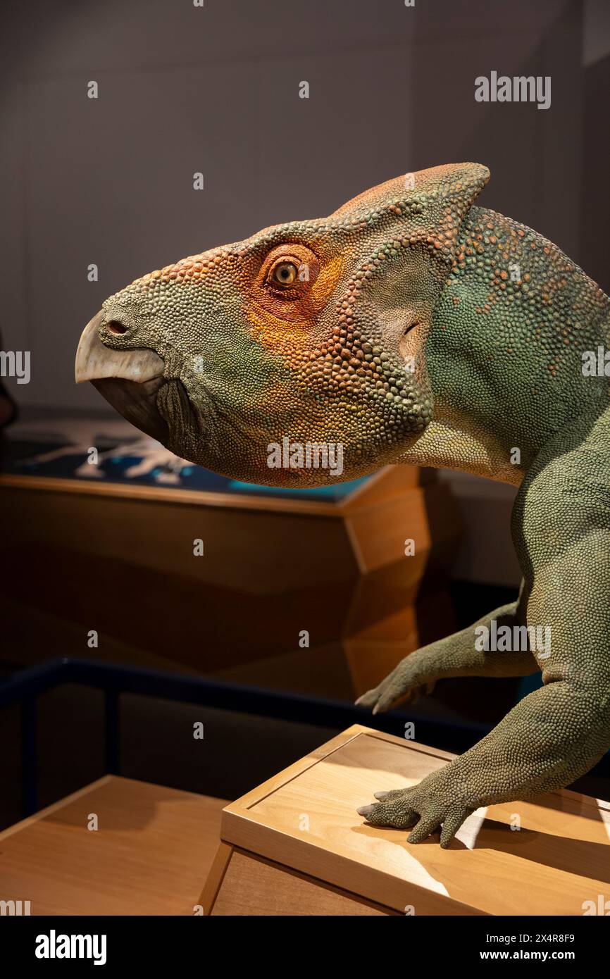 A model of Ferrisaurus sustutensis (Iron Lizard of the Sustut River ...