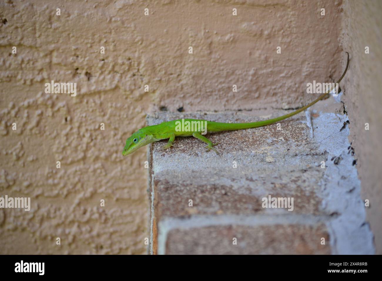 A vivid green Anole lizard peers over the edge of a red brick wall, set ...