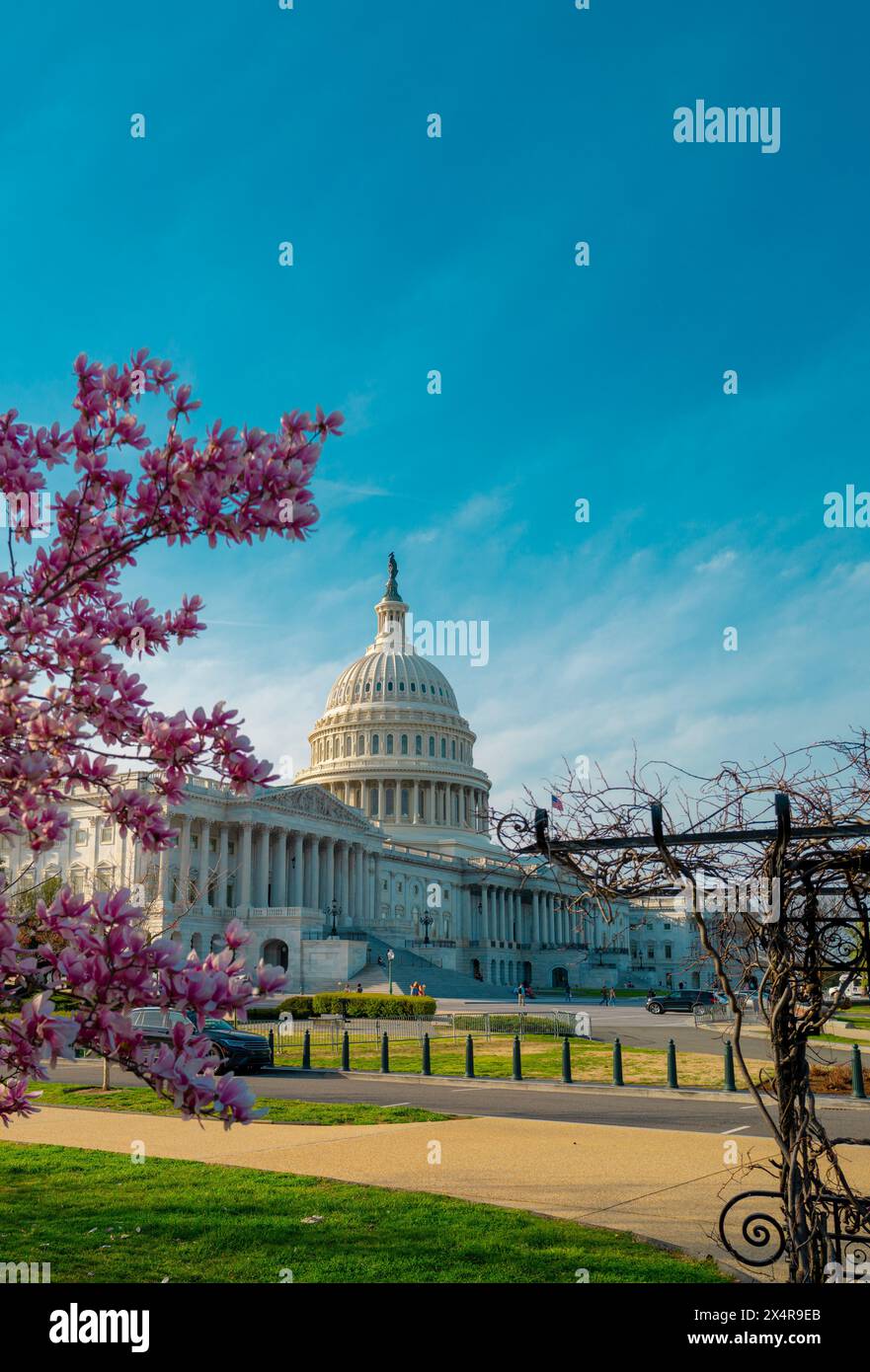 Capitol building at spring blossom magnolia tree, Washington DC. U.S ...