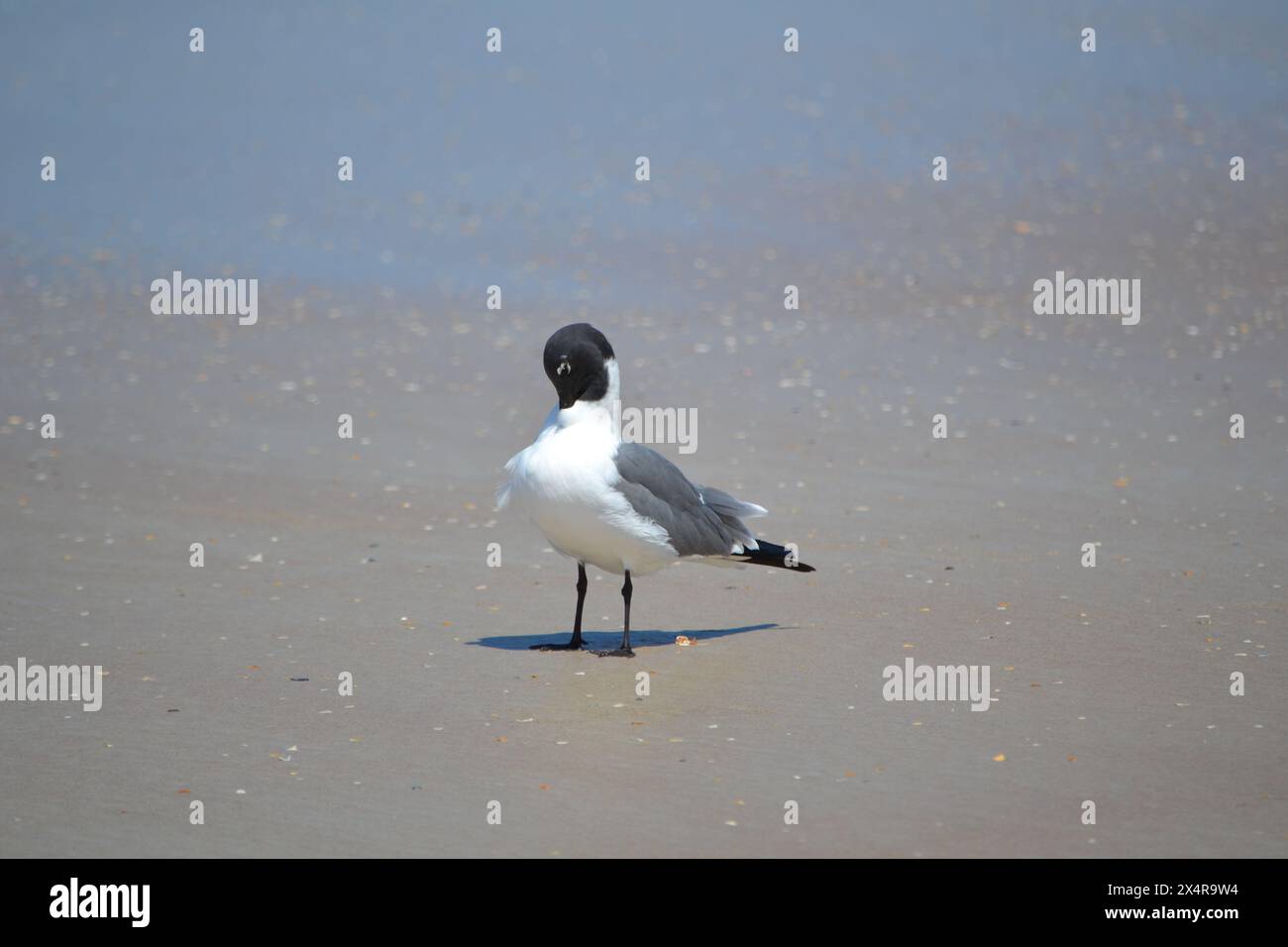 A Laughing seagull, stands to the left center on a sandy beach ...