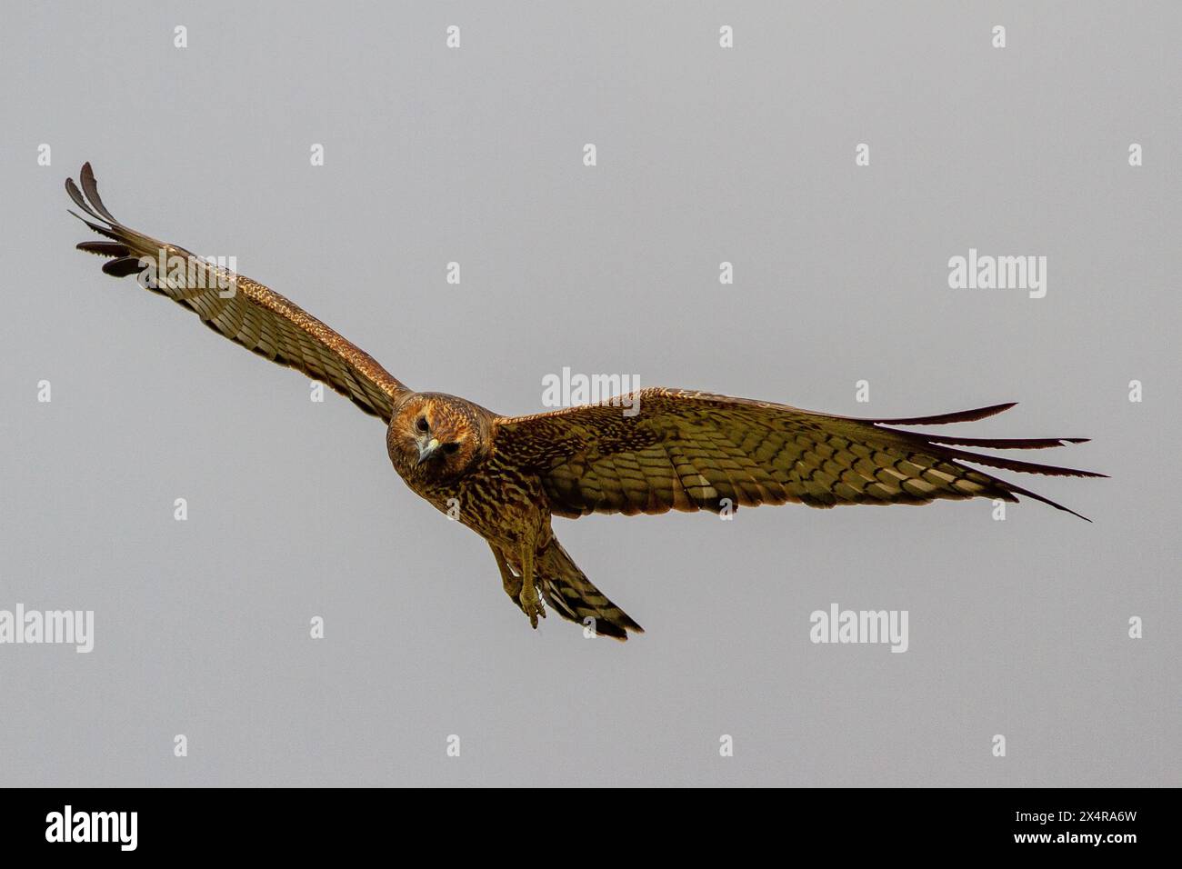 Australian Spotted Harrier in flight Stock Photo - Alamy