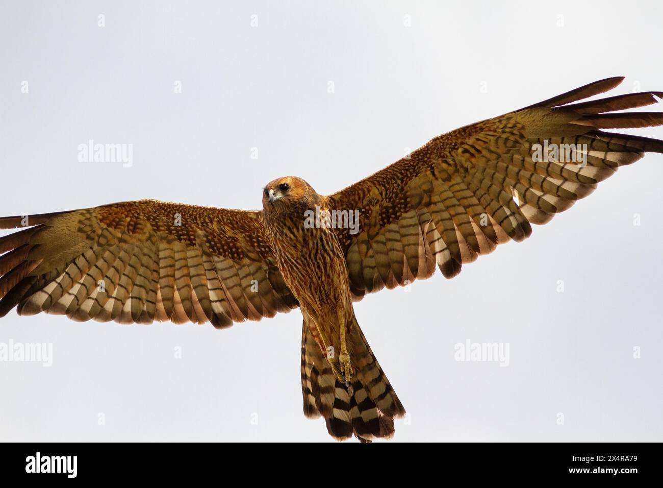 Australian Spotted Harrier in flight Stock Photo - Alamy