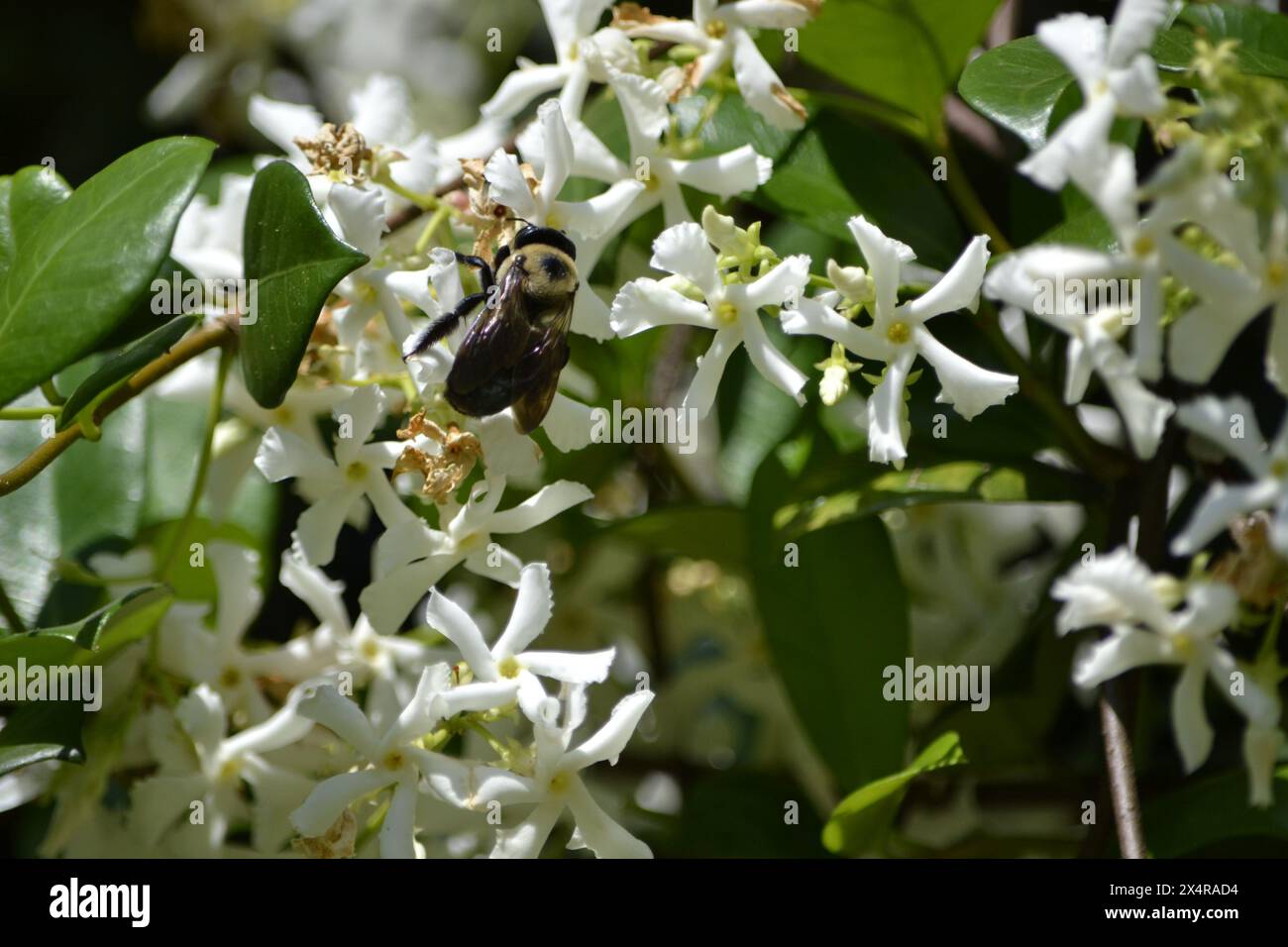 A carpenter bee gathers pollen from a Confederate jasmine vine basking ...