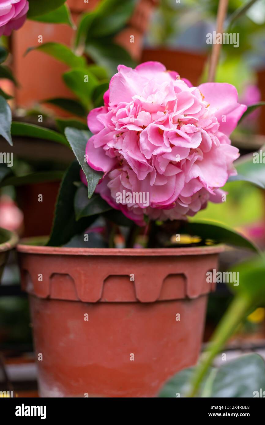 Camellia williamsii elegant beauty hi-res stock photography and images ...