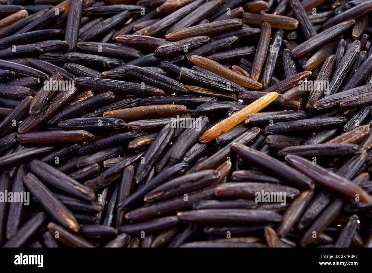 close up texture of black wild rice grains, good use like background ...