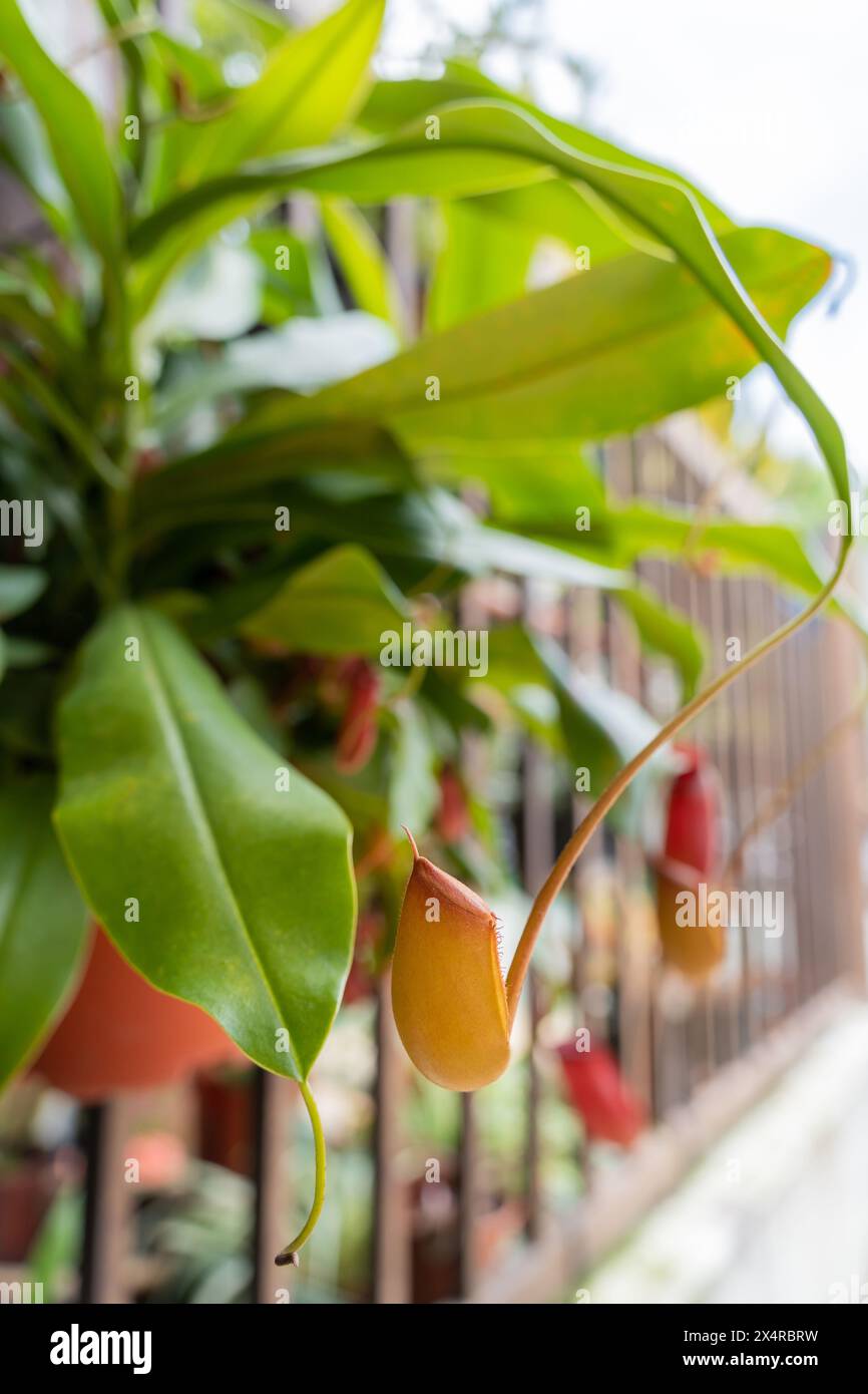 Close-up view of the Nepenthes, it is a beautiful tropical pitcher ...