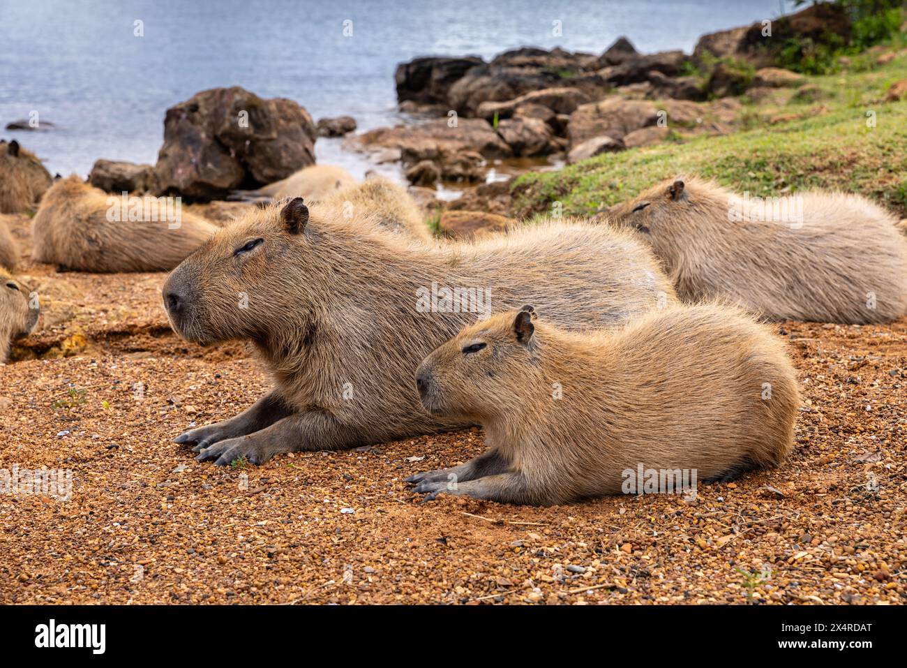 Capybara family ashore at Paranoá Lake in front of JK Bridge, Brasilia ...