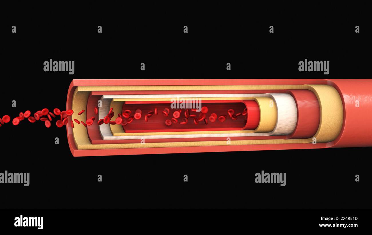 Red blood cell inside human hi-res stock photography and images - Alamy