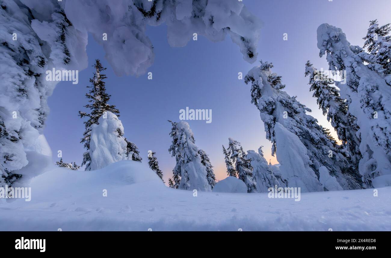 Yukon snow trees hi-res stock photography and images - Alamy