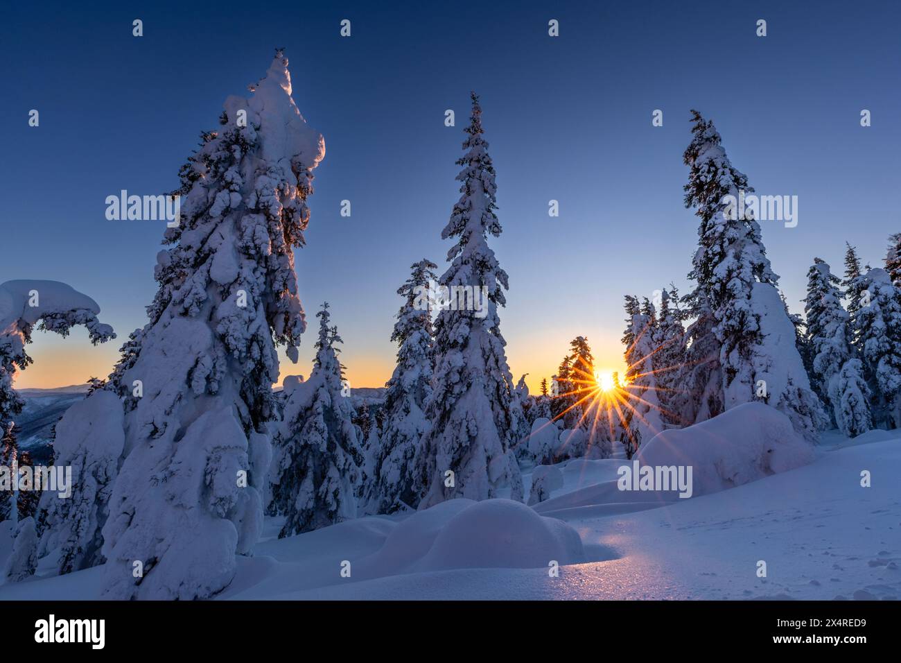 Enchanted ice forest at sunset near Yukon River, Alaska, USA Stock Photo - Alamy