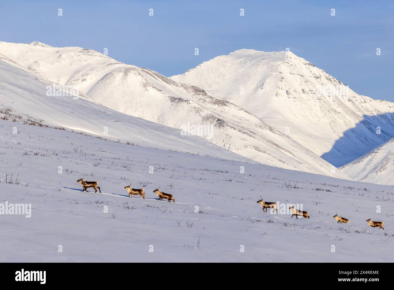 Alaska caribou winter hi-res stock photography and images - Alamy