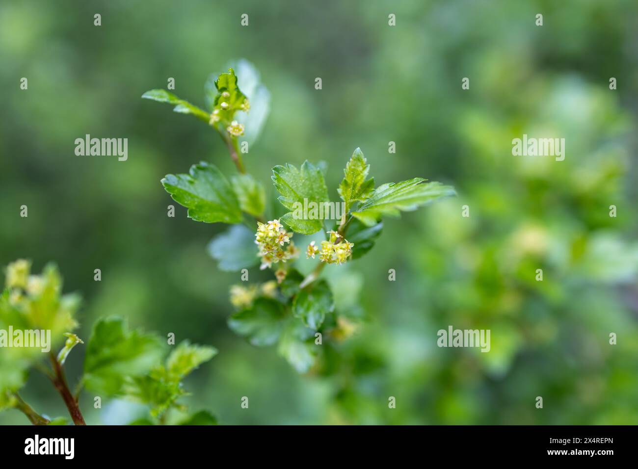 Defocused abstract texture background of young leaves and flowers ...