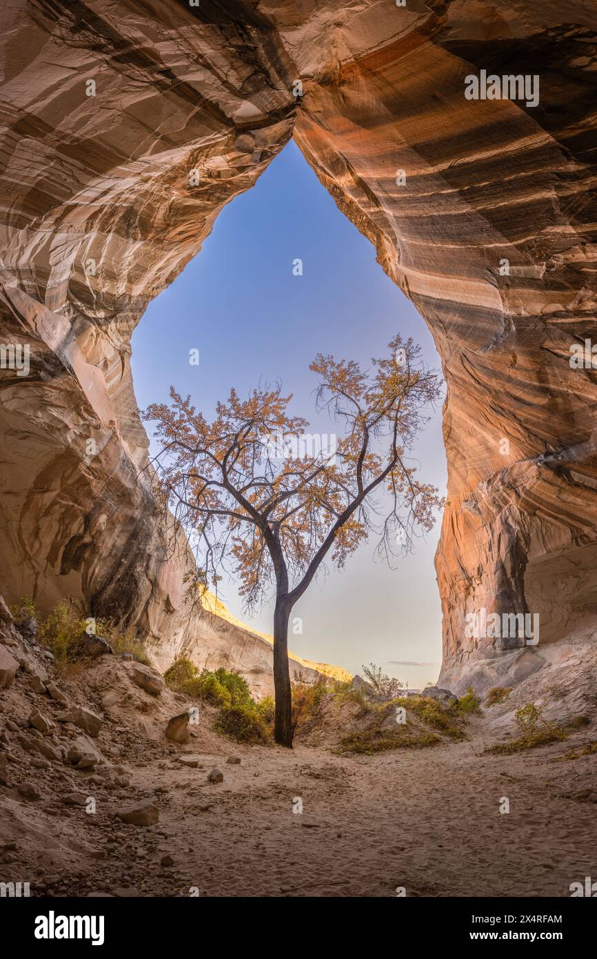 Tree Cave at sunrise near Paria Canyon, Arizona, USA Stock Photo - Alamy