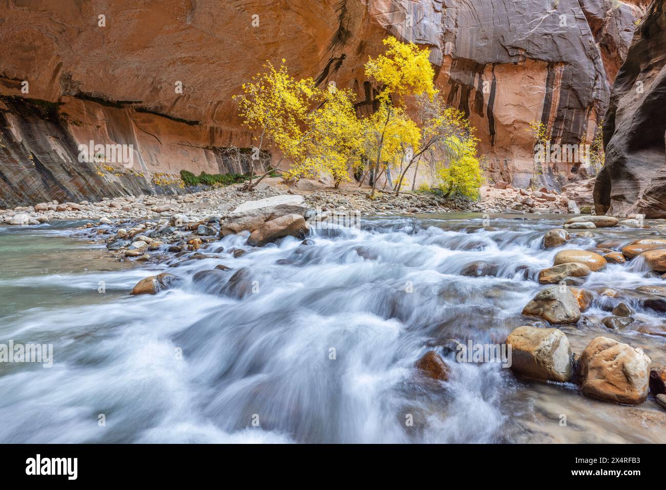 Virgin River Narrows at Zion National Park, Utah, USA Stock Photo - Alamy