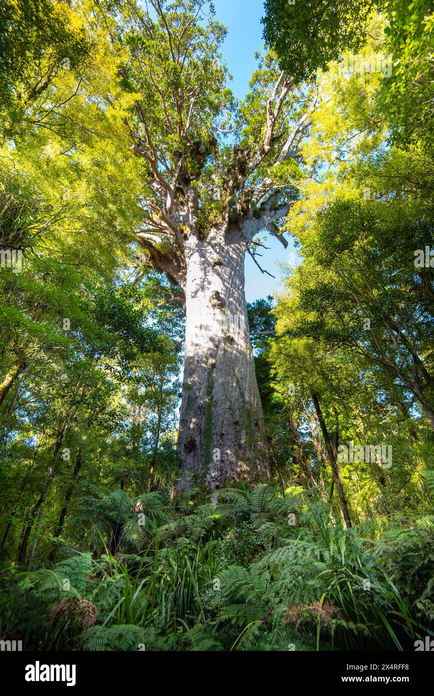 Kauri tree hi-res stock photography and images - Alamy