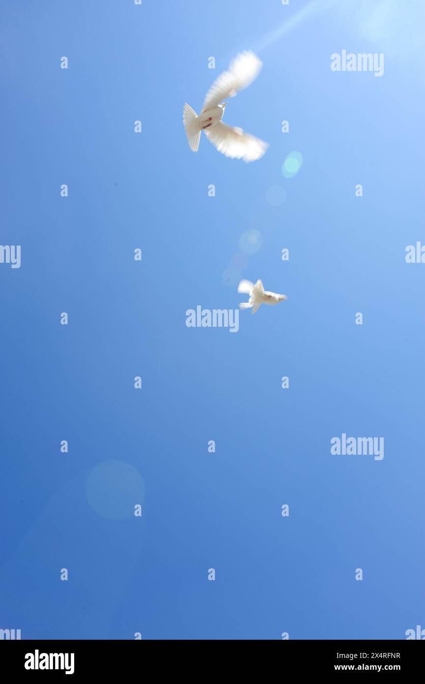 Two doves in the sky, symbol of peace and freedom Stock Photo - Alamy