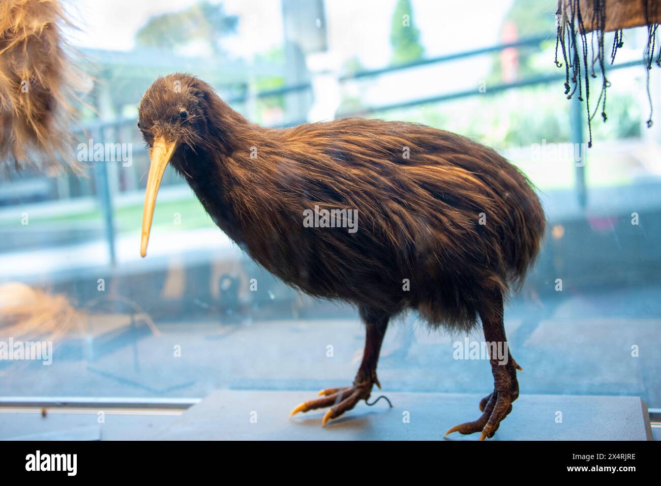 Taxidermy Kiwi Bird - New Zealand Stock Photo - Alamy