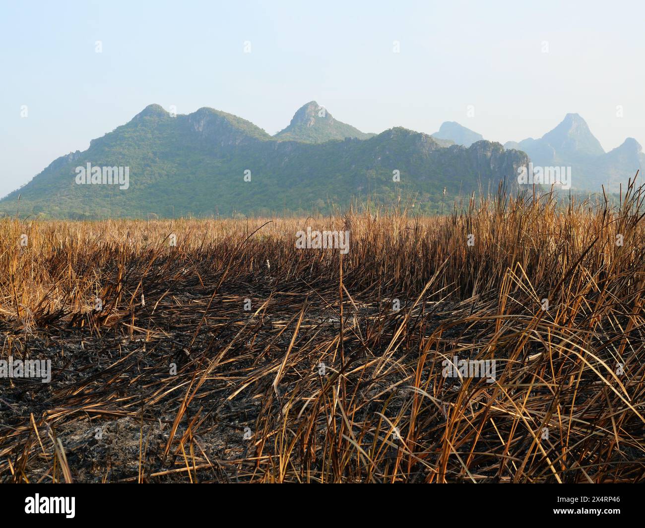 Dry brown grass with the surface of the burned part becomes black and ...