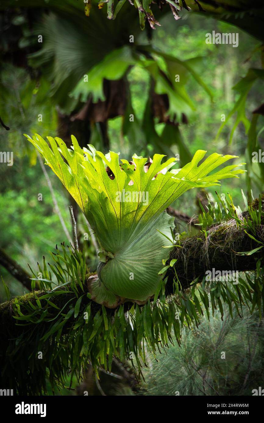 Elkhorn fern hi-res stock photography and images - Alamy